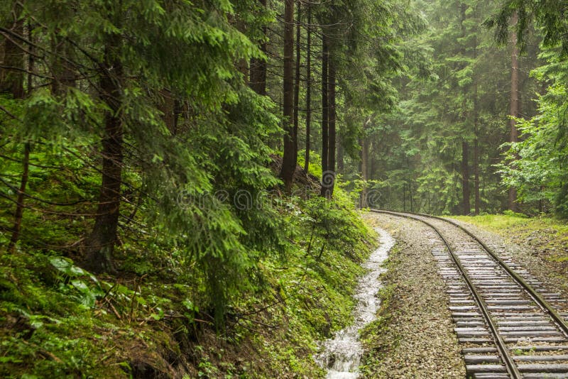 Railroad through forest stock photo. Image of travel - 107056406