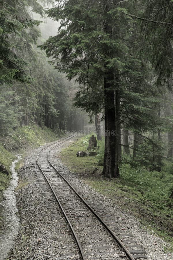 Railroad through forest stock photo. Image of dark, railroad - 107056566