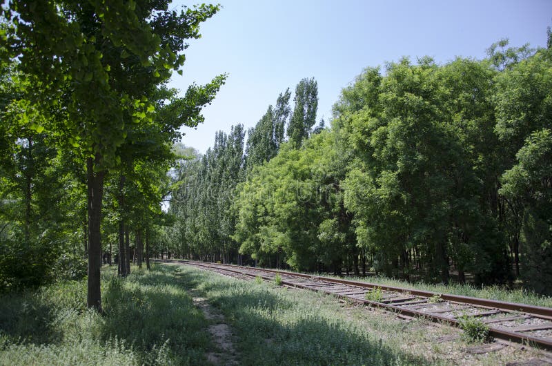 Railroad in the forest stock image. Image of grass, railway - 71179841