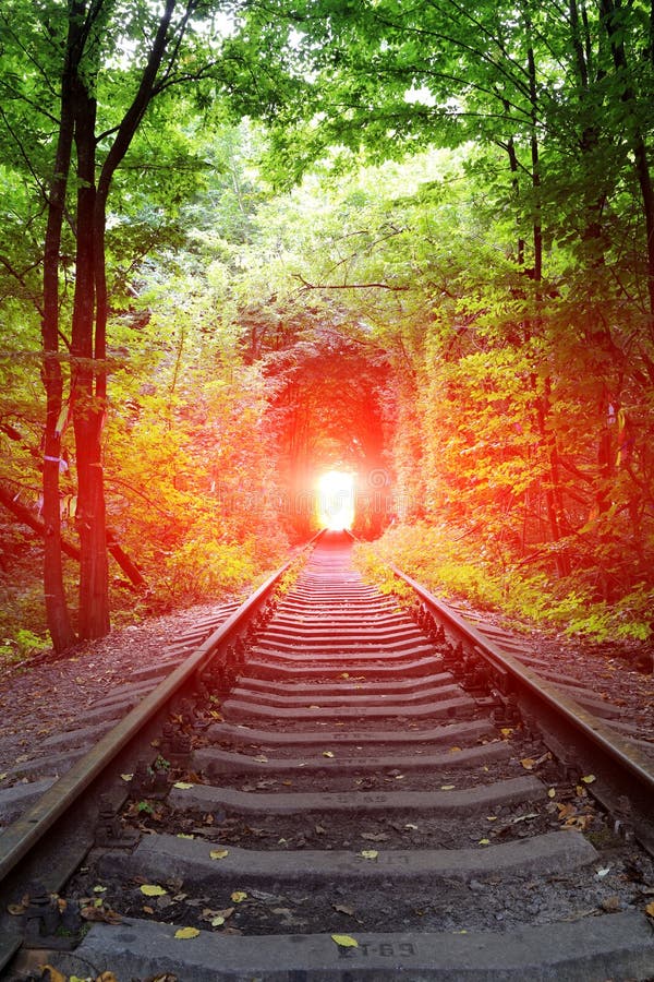 Railroad in forest stock photo. Image of tracks, railroad - 124319752