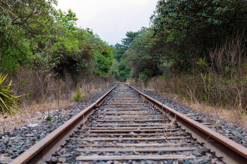 Railroad Track Summer Afternoon in the Middle of the Forest Stock Photo ...