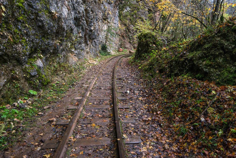 Railroad Tracks Cut through Autumn Woods Stock Photo - Image of path ...