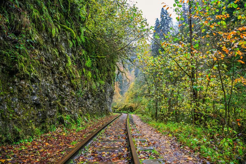Railroad Tracks Cut through Autumn Woods Stock Photo - Image of ...