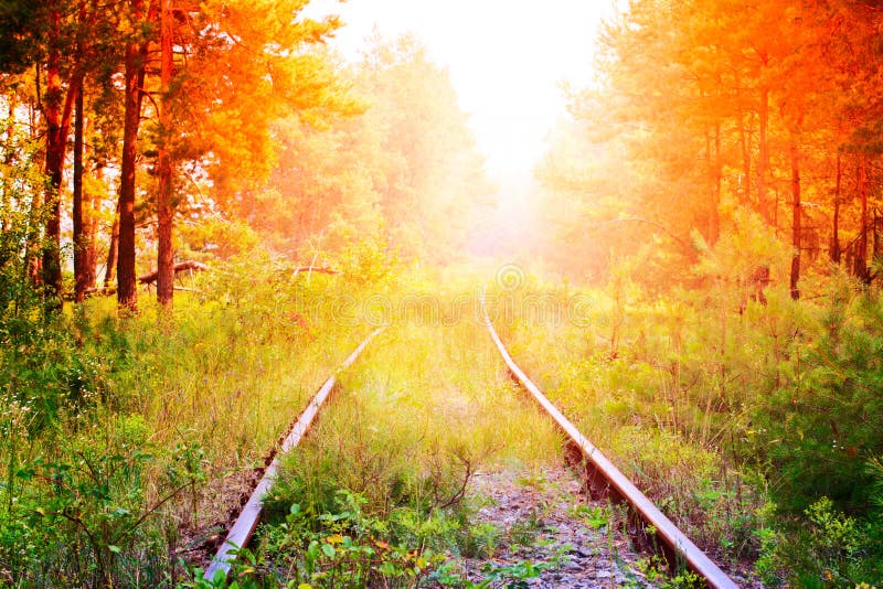Railroad Tracks through Forest in Nature Stock Image - Image of bridge ...