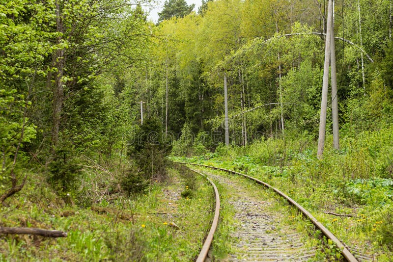 Railroad Tracks through the Forest. Stock Image - Image of rails ...