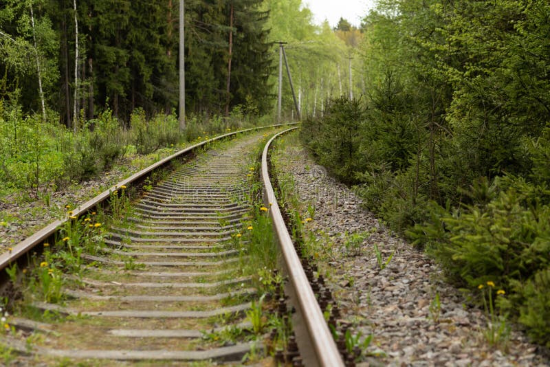 Railroad Tracks through the Forest. Stock Photo - Image of outdoors ...