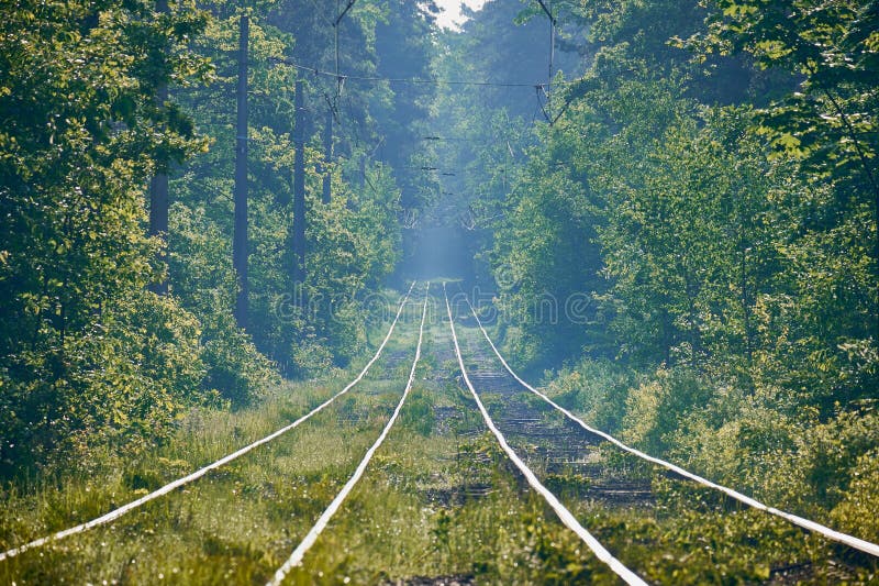 Railroad Tracks in the Green Grass between Leafy Trees Stretch into the ...
