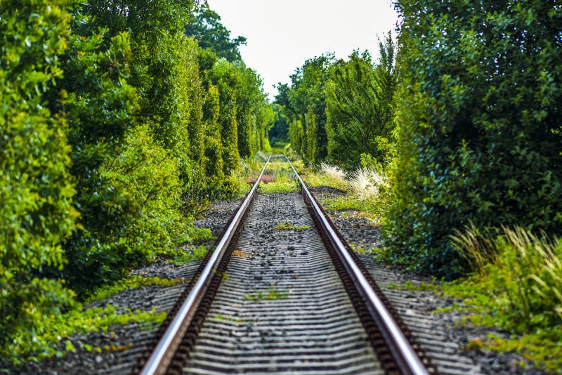 Railroad Tracks Running in a Green Tunnel Stock Image - Image of ...