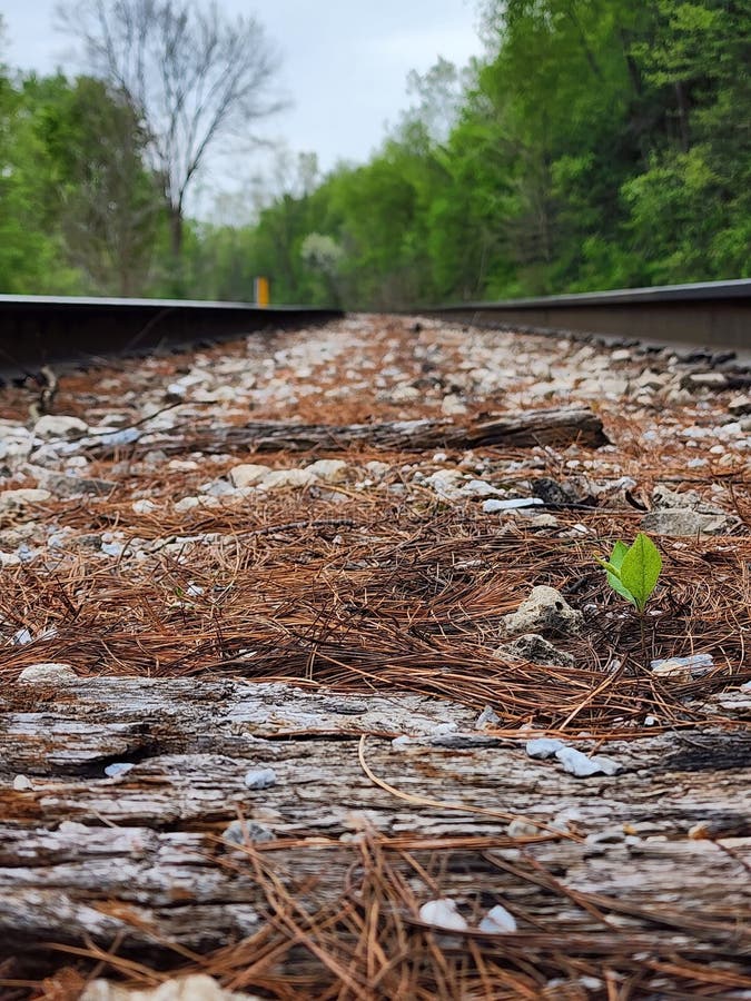 Railroad Tracks in the Woods Stock Photo - Image of tracks, railroad ...