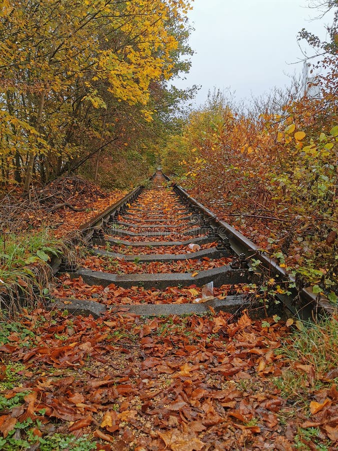 Rails stock photo. Image of rails, oktober, leaves, train - 162997072