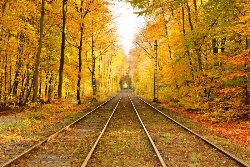 Railway in the Autumn Forest Stock Photo - Image of beautiful ...