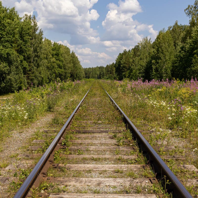 Railway in the forest stock photo. Image of train, track - 225401676