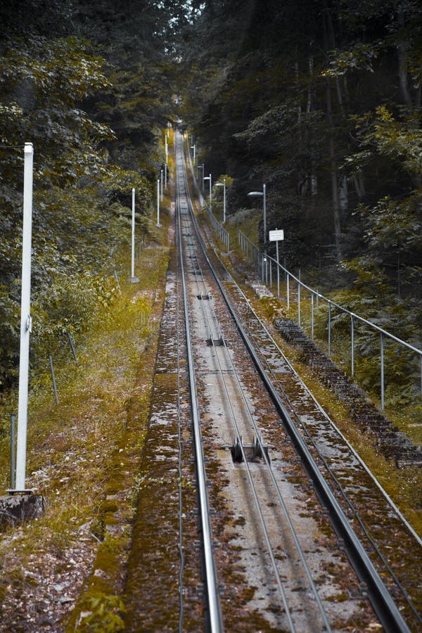 Railway Line with the Iron Railing between the Thickets of Trees Stock ...