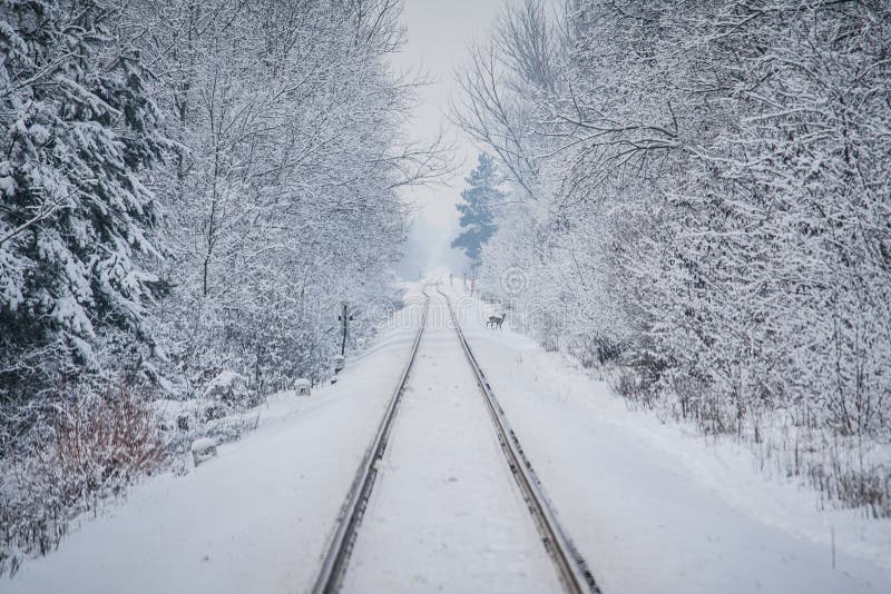 Railway Lines Winter Scene and a Deer Stock Photo - Image of vanishing ...