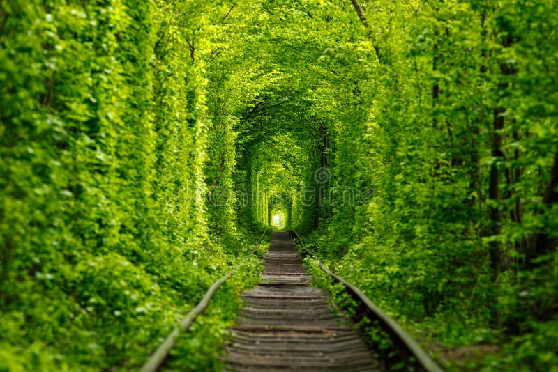 A Railway in the Spring Forest. Tunnel of Love Stock Photo - Image of ...