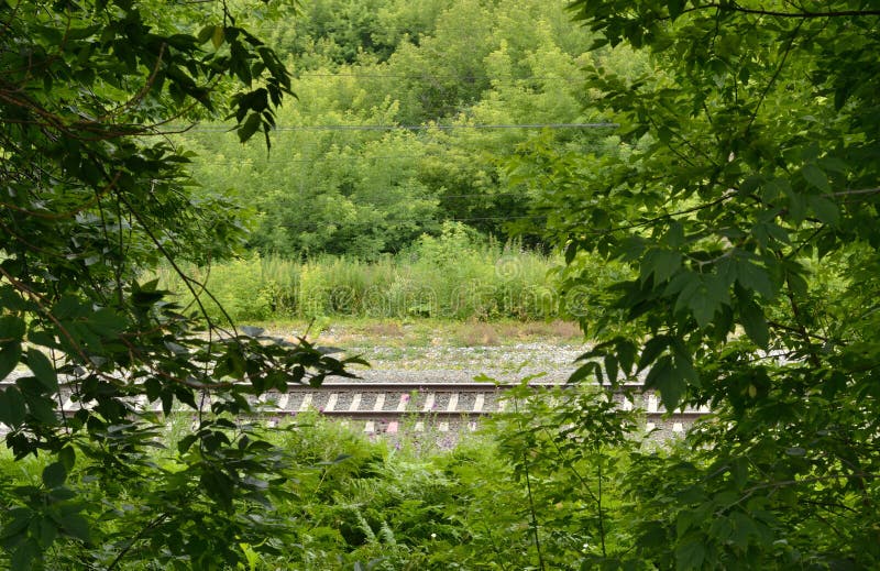 A Railway Track Passing through a Thicket of Bush. Stock Photo - Image ...