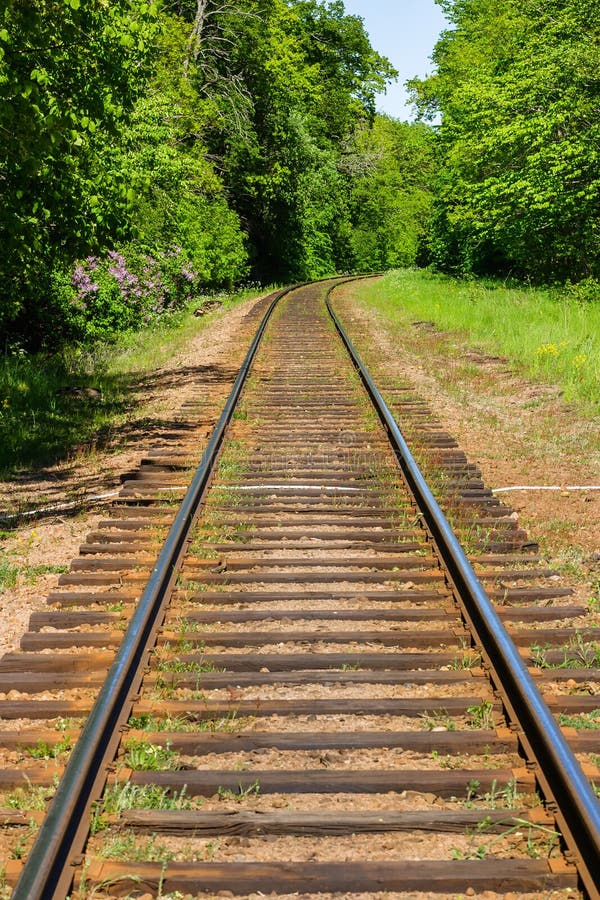 Railway tracks in a forest stock image. Image of metal - 211076559