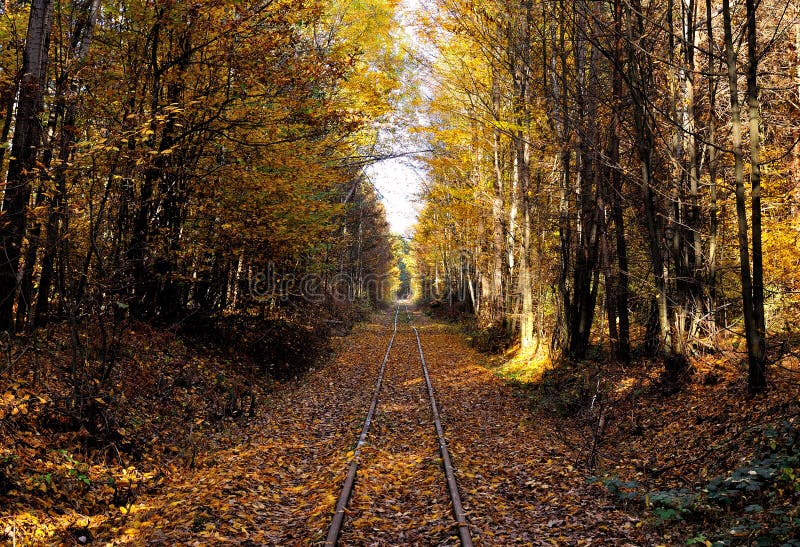 Railway Tracks in the Forest. Autumn Climate Stock Photo - Image of ...