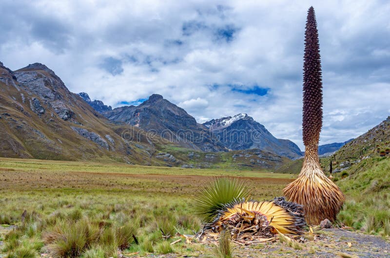 Puya Raimondi y cielo azul imagen de archivo. Imagen de rocas - 3067675