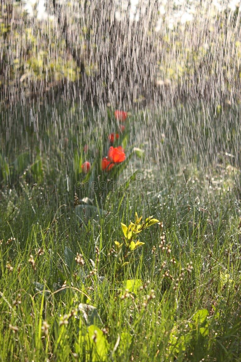 4,822 Rain Stain Stock Photos - Free & Royalty-Free Stock Photos from ...