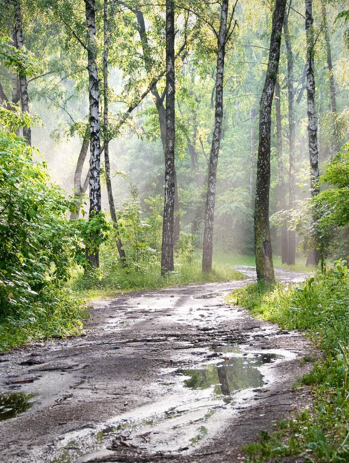 After rain stock photo. Image of rain, misty, beauty - 18911980