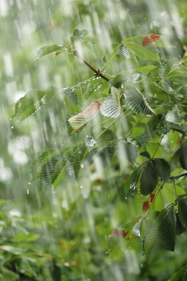 Rain. stock photo. Image of park, summer, tree, horse - 4636628