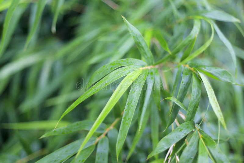 Rain bamboo stock image. Image of raindrops, bamboo, purity - 45419173