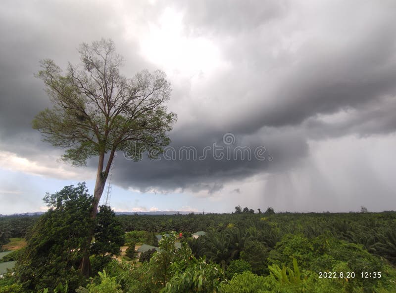 Rain behind a big tree stock photo. Image of cloudy - 260953264