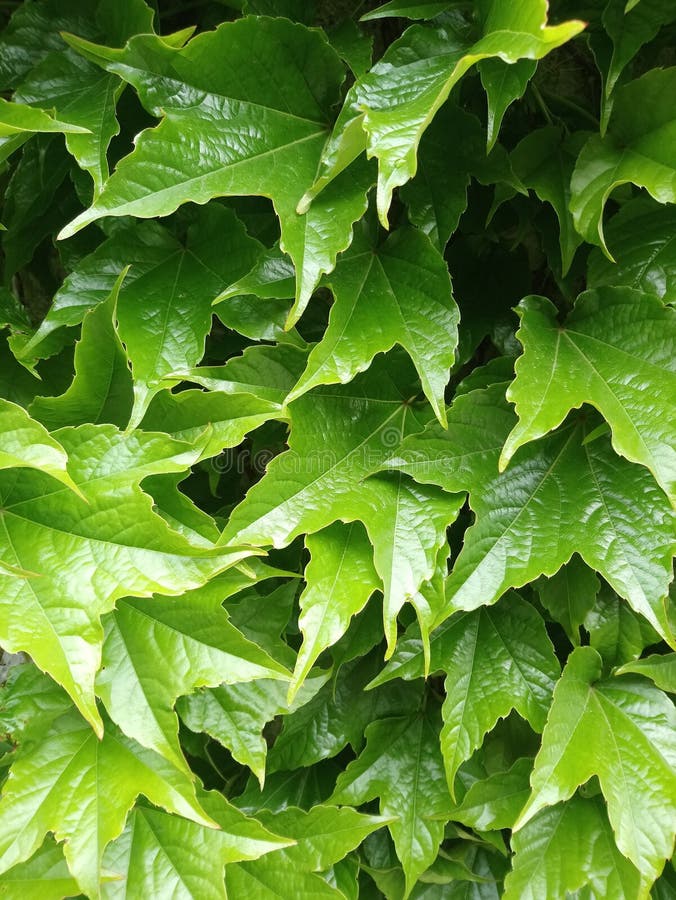 Rain Bush Wet Leaves on a Tree Stock Photo - Image of deciduous, plant ...