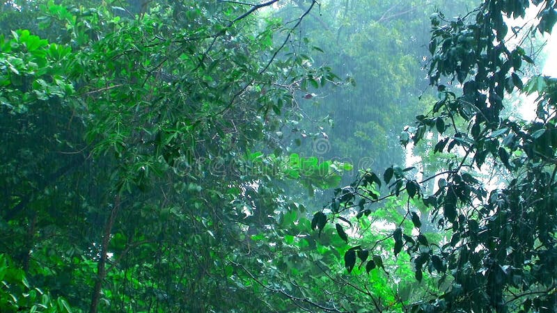 Rain Cats and Dogs in Rainforest. Stock Footage - Video of rain ...