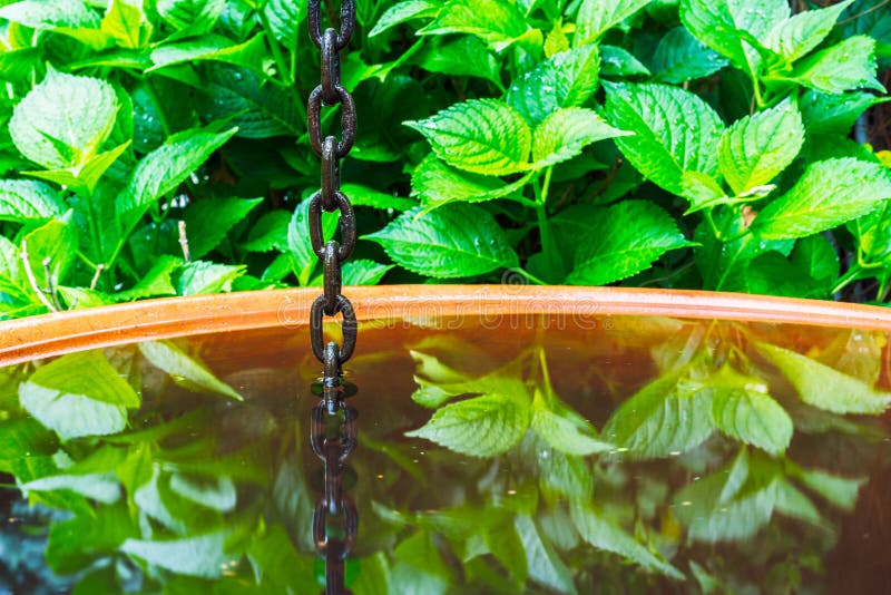 Rain Chain with Water Tank in Green Garden Stock Photo - Image of ...