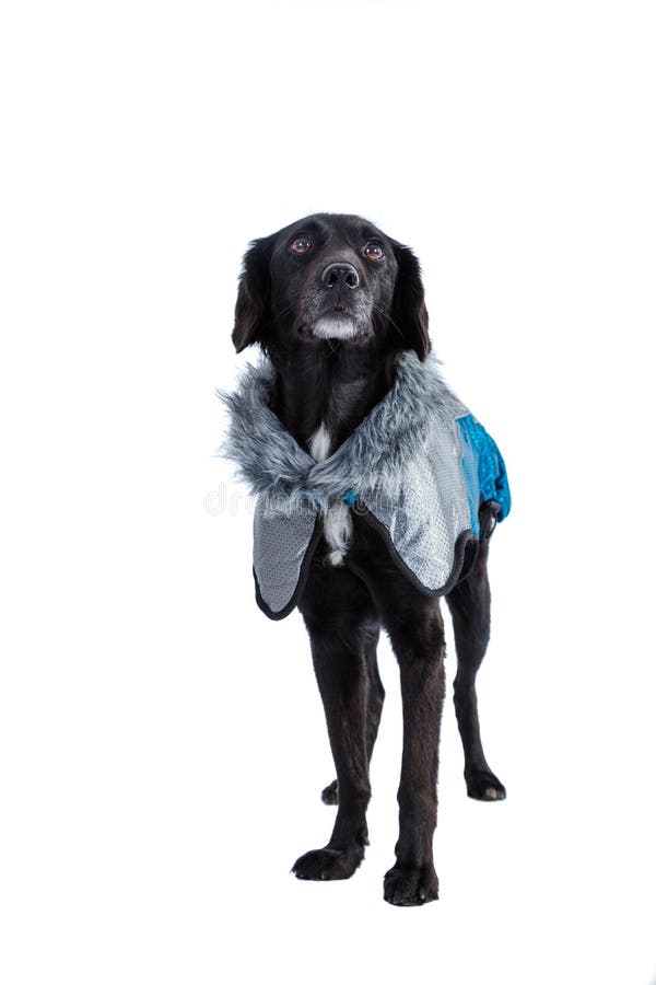 Rain cloth stock image. Image of puppy, seasonal, humor - 48165285