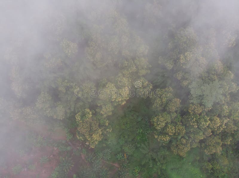 After the Rain, a Cloud of Mist Was Blown Over the Tropical Rainforest ...