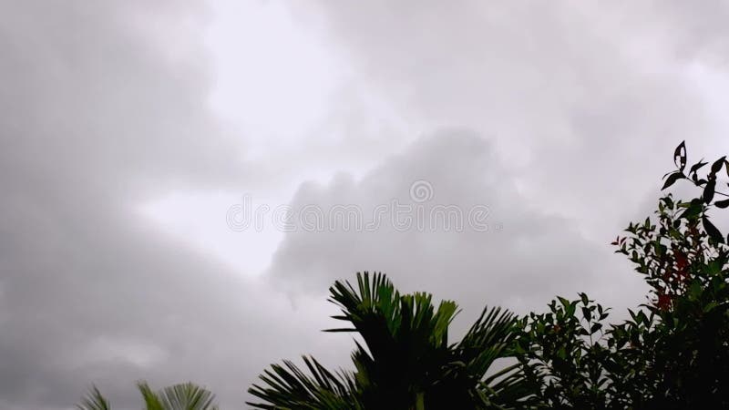 Rain Clouds Treetops Moving from the Wind Stock Footage - Video of ...