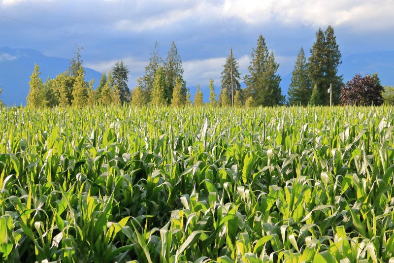 Rain Clouds Pine Trees and Corn Crop Stock Photo - Image of farming ...