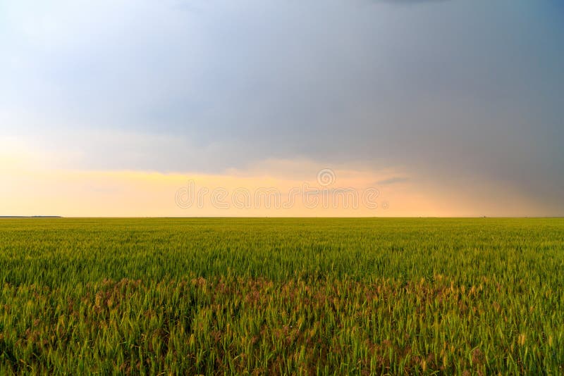 Rain clouds on a field stock image. Image of landscape - 55178851