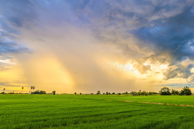 Rain Clouds Over the Rice Field at the Sunset Stock Photo - Image of ...