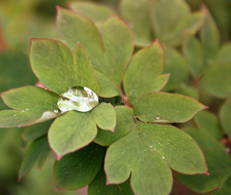 Rain Collected into One Large Drop between the Leaves of a Bleeding ...