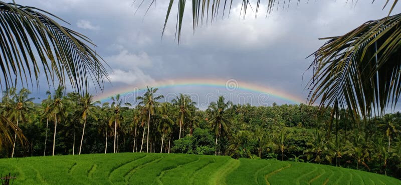 After Rain Comes the Rainbow Stock Photo - Image of agriculture ...