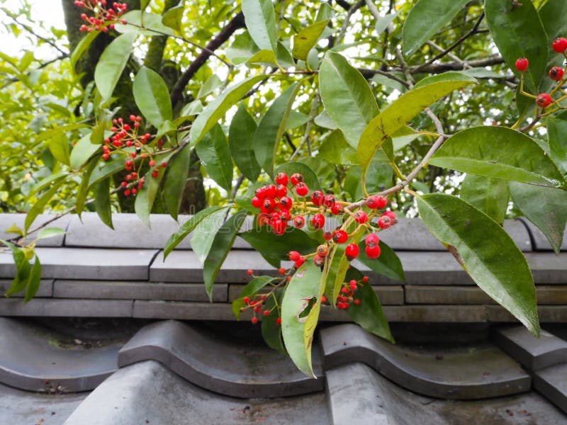 Rain cover for trees stock image. Image of columbia - 137911489