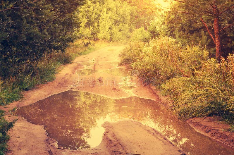 Rain Covered Path in Sunny Forest Stock Image - Image of rainy, forest ...