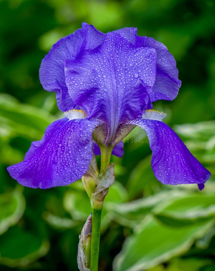 Rain Covered Violet Iris stock image. Image of botany - 93172203