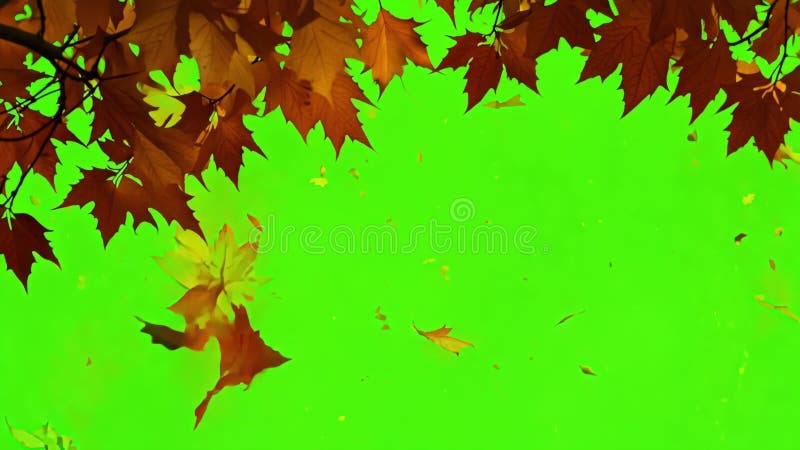 A Rain of Crisp Rustcolored Leaves Down from a of Towering Oak Trees ...