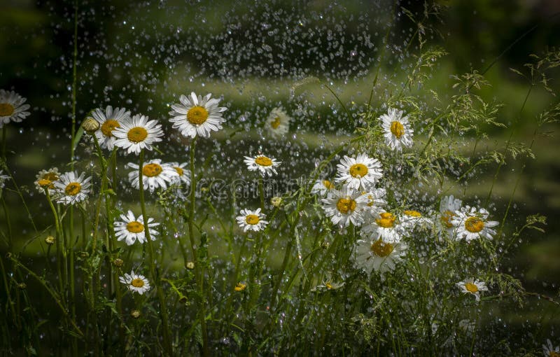 Rain and Daisy Flowers - a High Speed Photo Stock Image - Image of rain ...