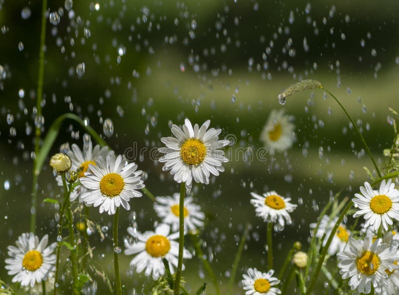 Daisy in Grass with Rain Drops Stock Photo - Image of fragrant ...