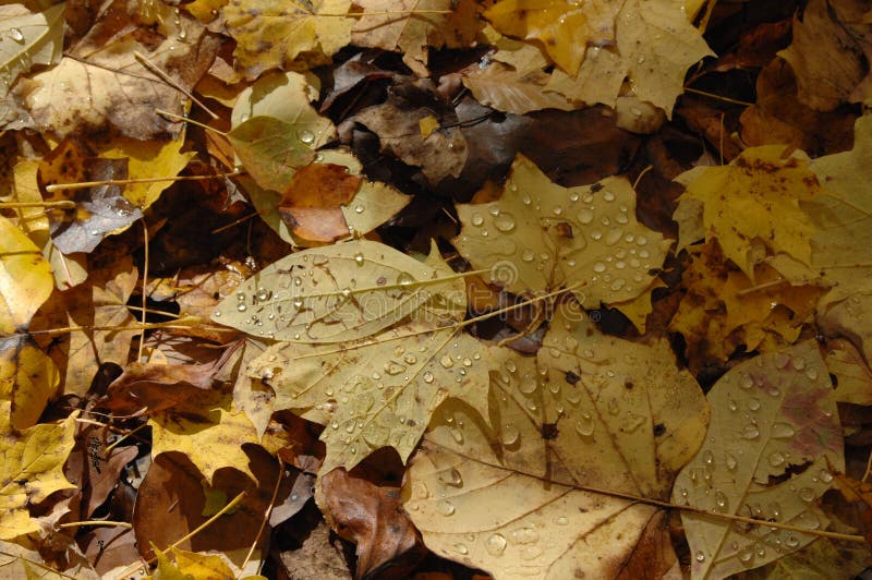 Wet fall foliage stock image. Image of leaves, colourful - 163014665
