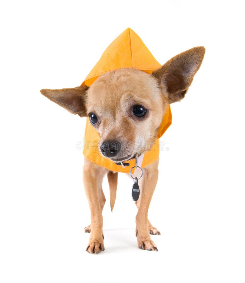 Rain dog stock image. Image of mutt, rain, animal, goggles - 12293393