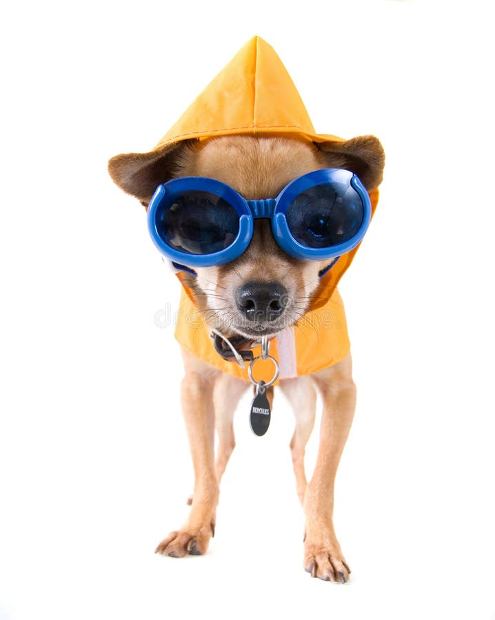 Rain dog stock image. Image of mutt, rain, animal, goggles - 12293393