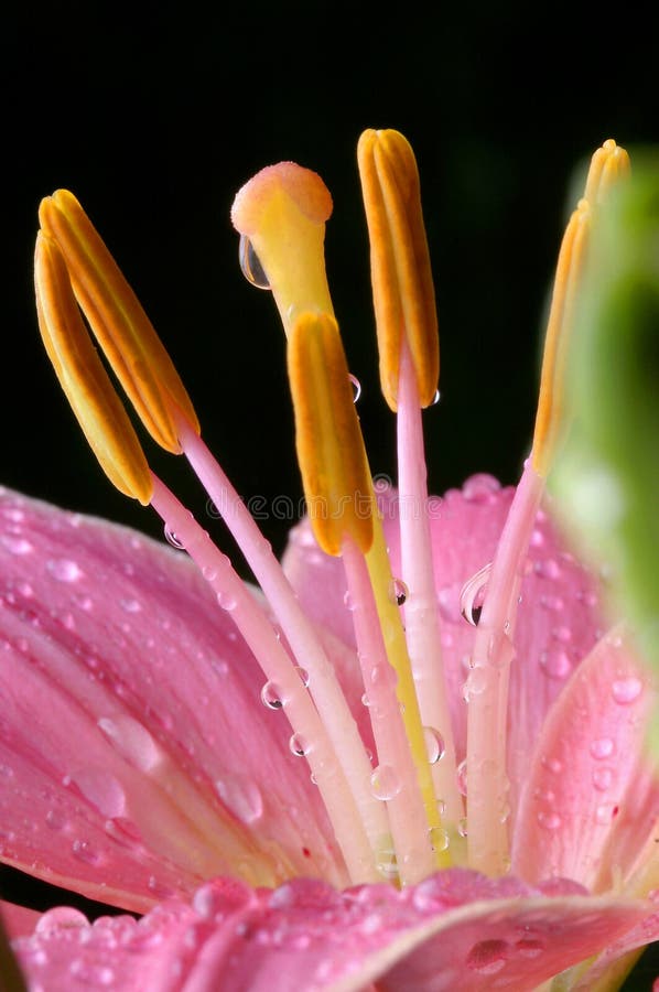 Rain drenched lily stock photo. Image of lily, beautiful - 206086