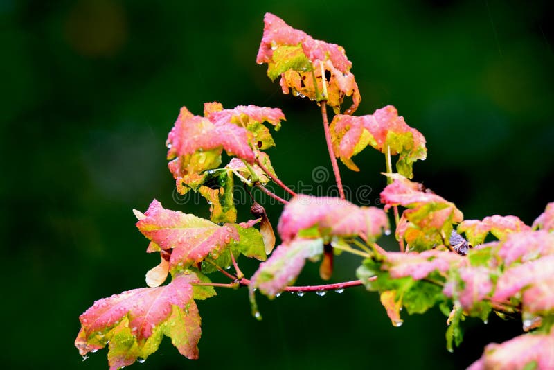 Rain Dripping from Fall Colored Leaves Stock Photo - Image of pink ...